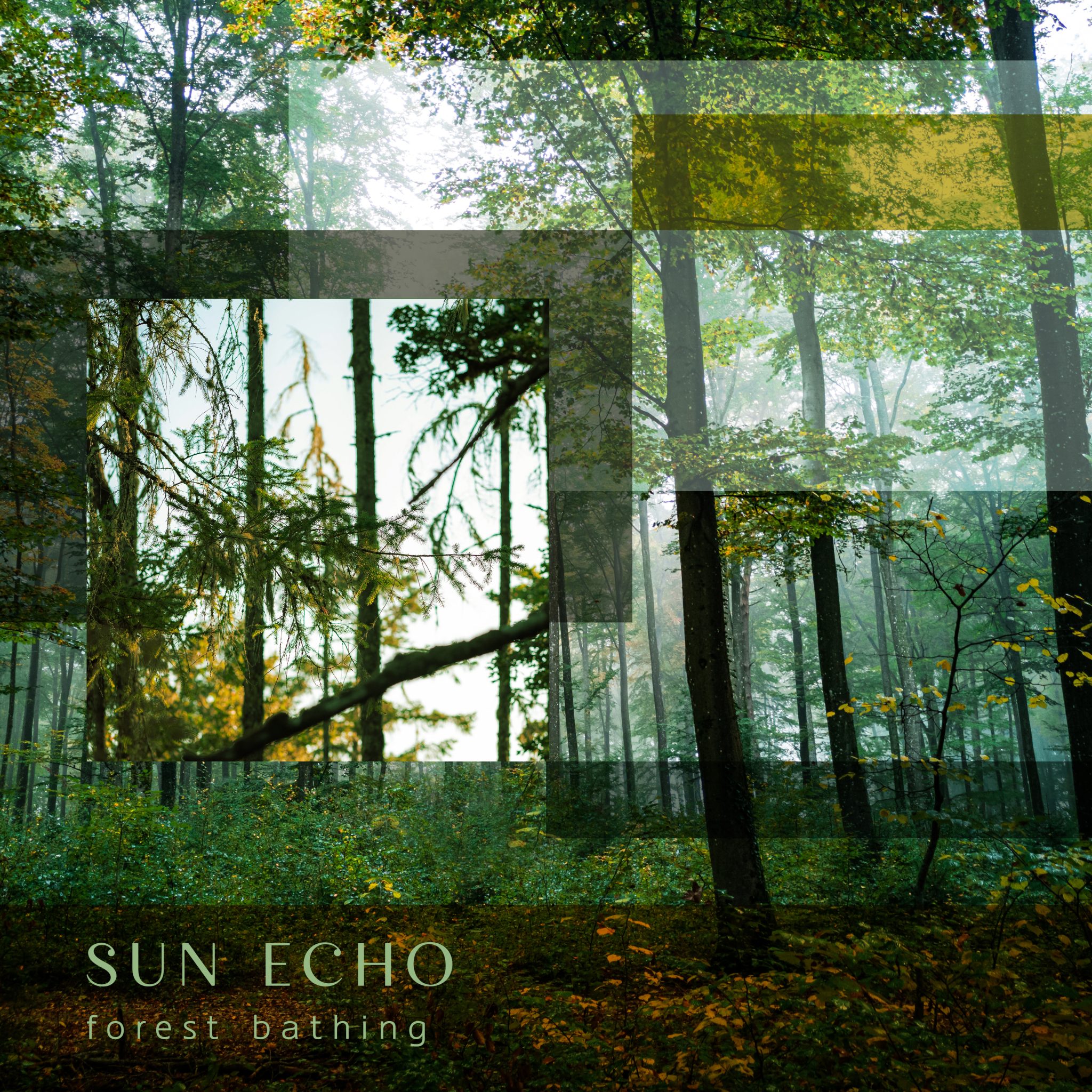 Sun Echo – Forest Bathing – Signal Alchemy